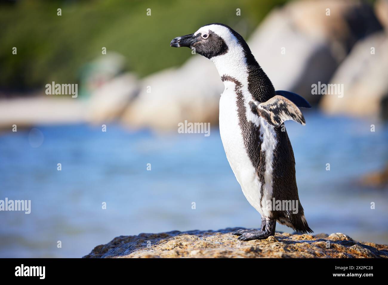 African, penguins and rock at beach at reserve as bird with short ...