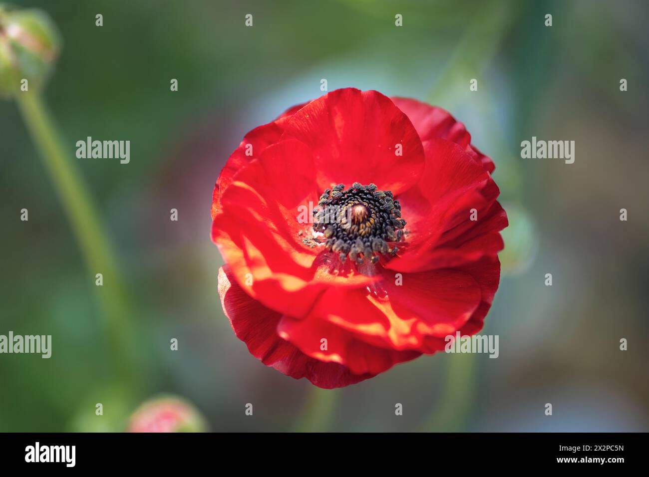 Top view poppy plant hi-res stock photography and images - Alamy