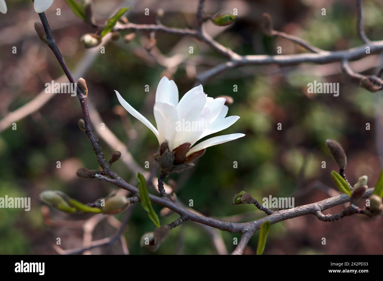 Magnolia stellata flower. White flower star magnolia bloom on Magnolia ...