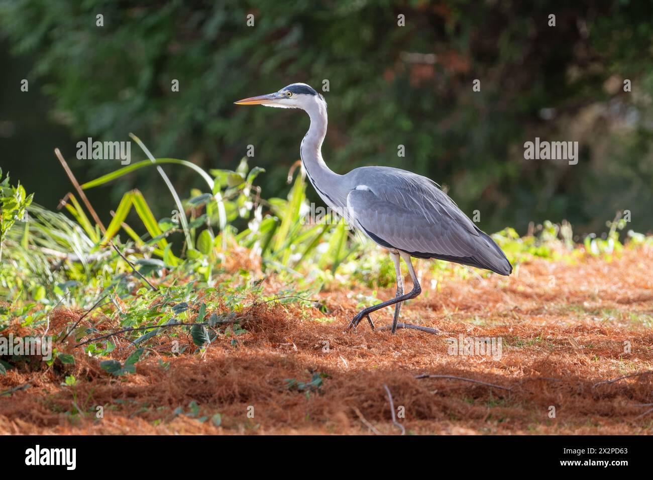 Side view of a grey heron walking on the riverbank Stock Photo - Alamy