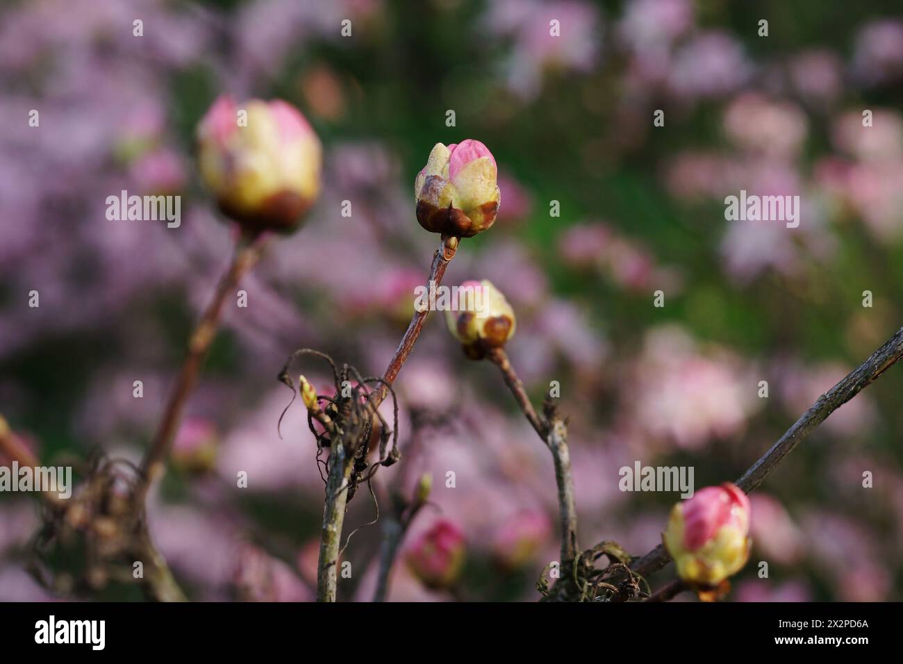 Magnolia soulangeana flower. pink flower Magnolia bloom on Magnolia ...