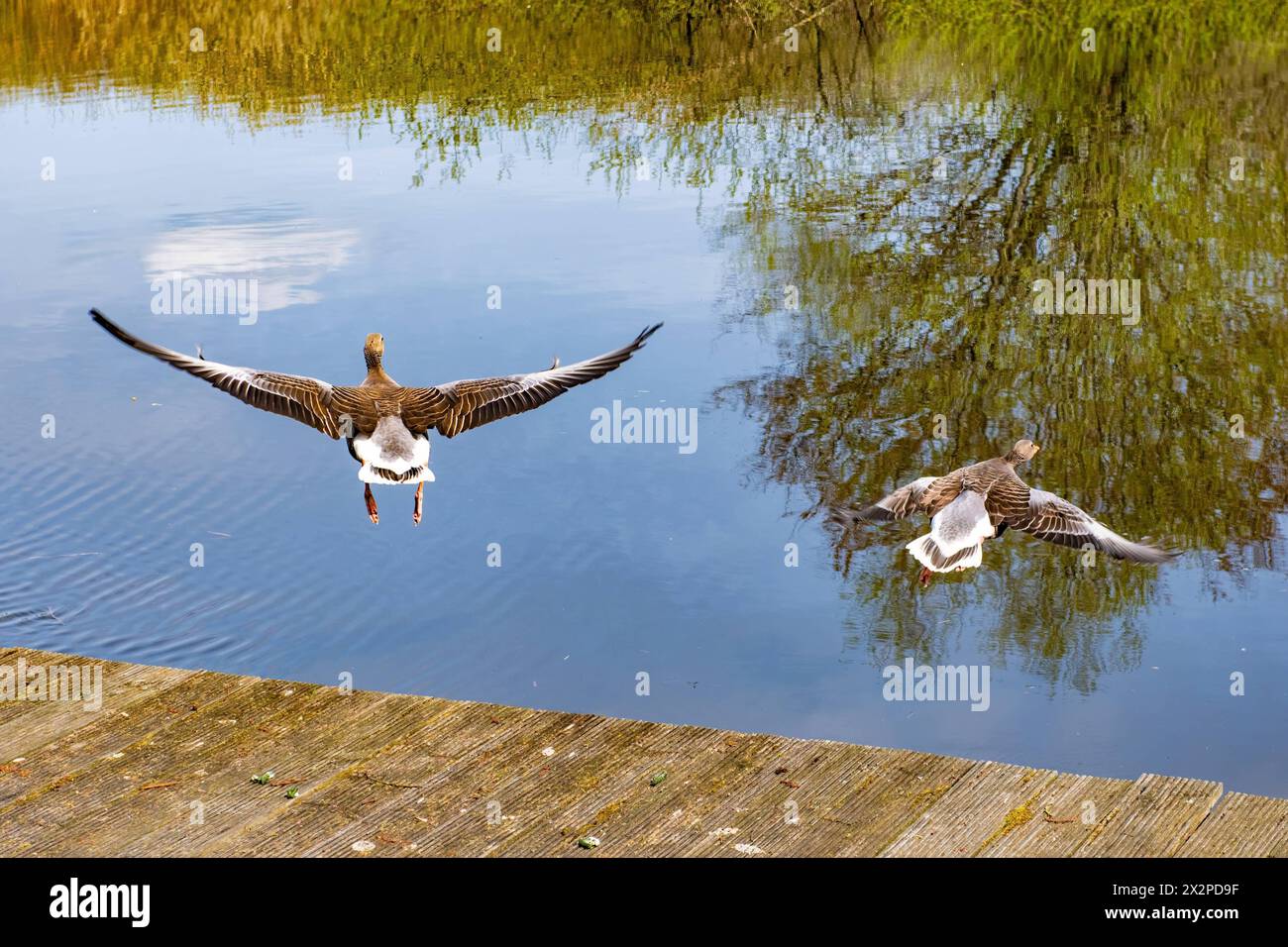 Animal joker hi-res stock photography and images - Alamy