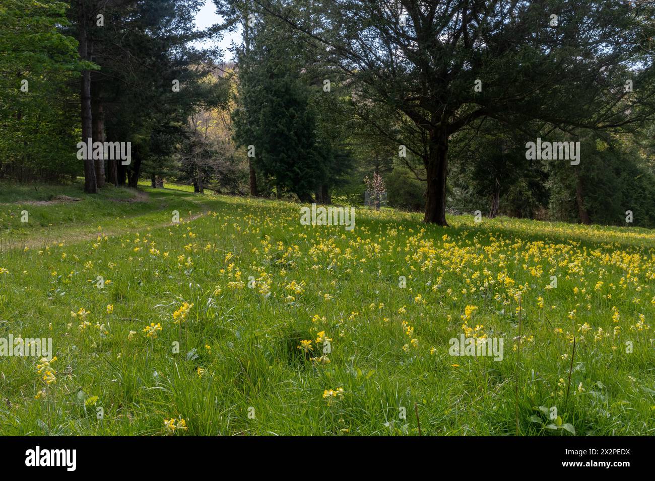 View of the arboretum at West Dean Gardens during spring with cowslips ...