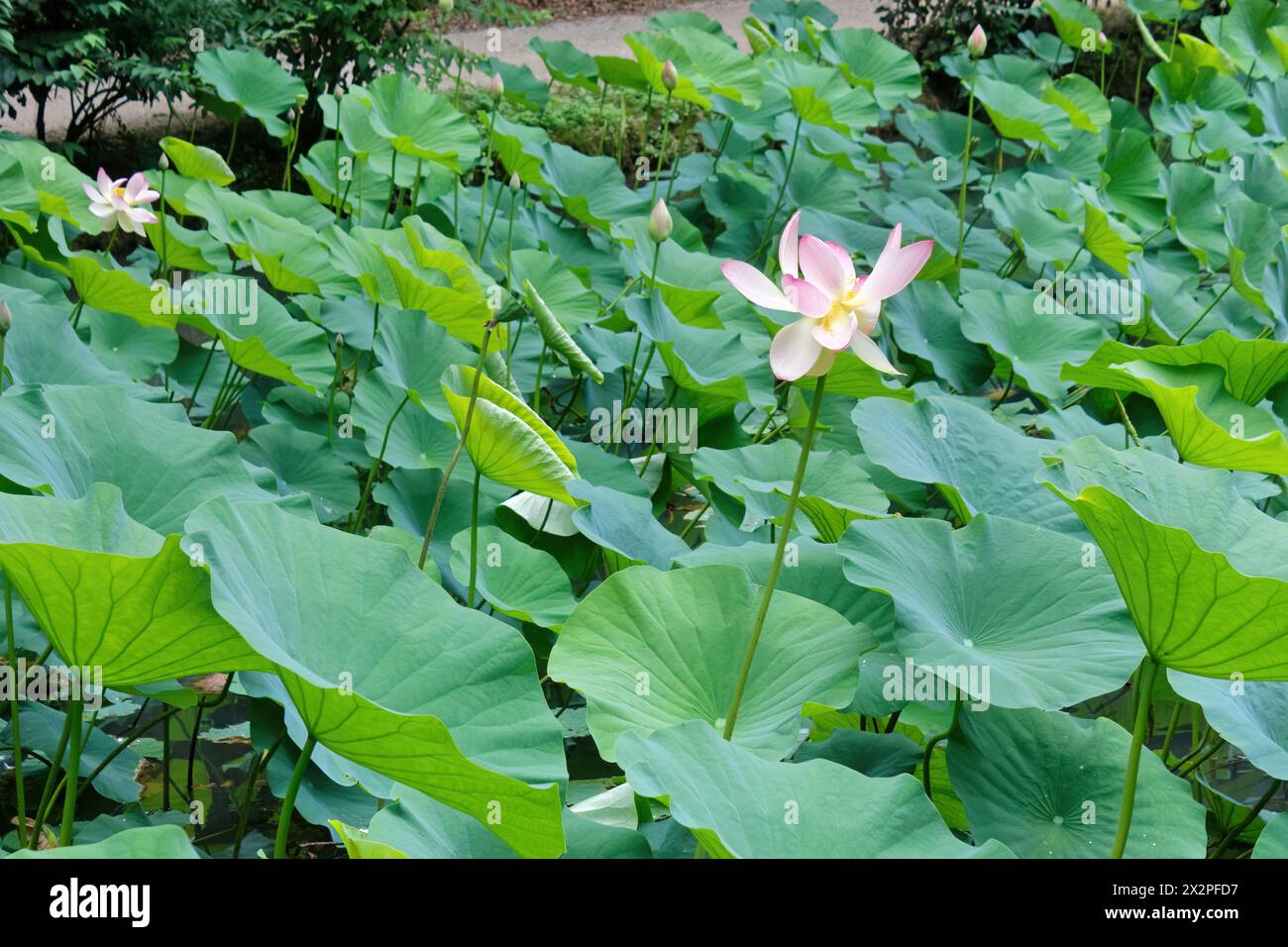 Beautiful budding lotus flowers next to a nature trail Stock Photo - Alamy