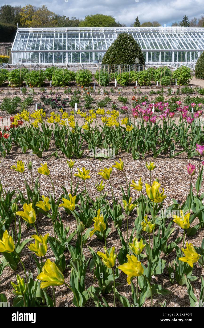 West Dean Gardens during spring with colourful tulips and historic ...