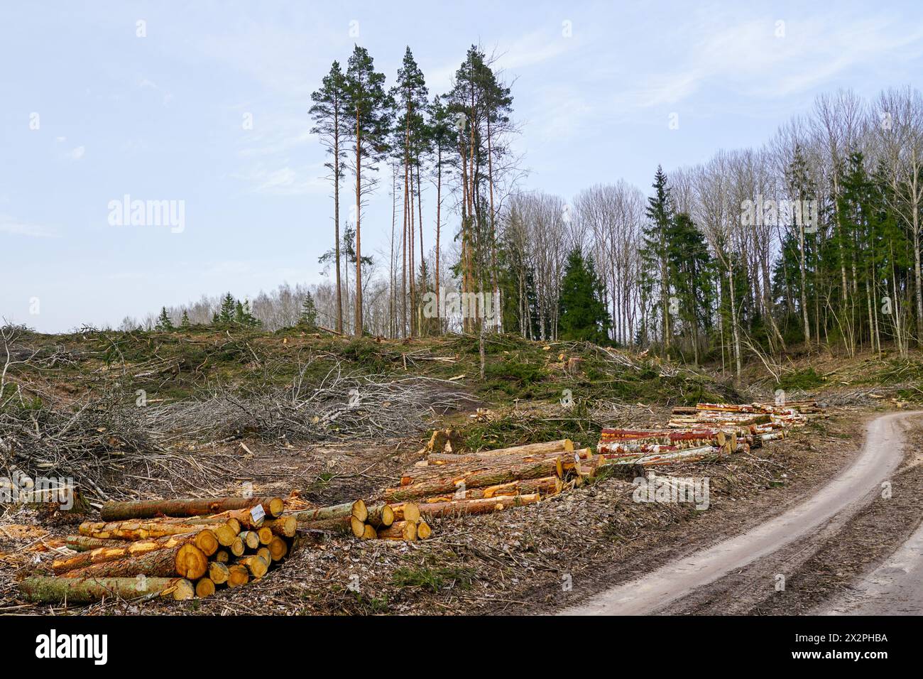 Felled forest, clear cutting, deforestation that damages the natural ...