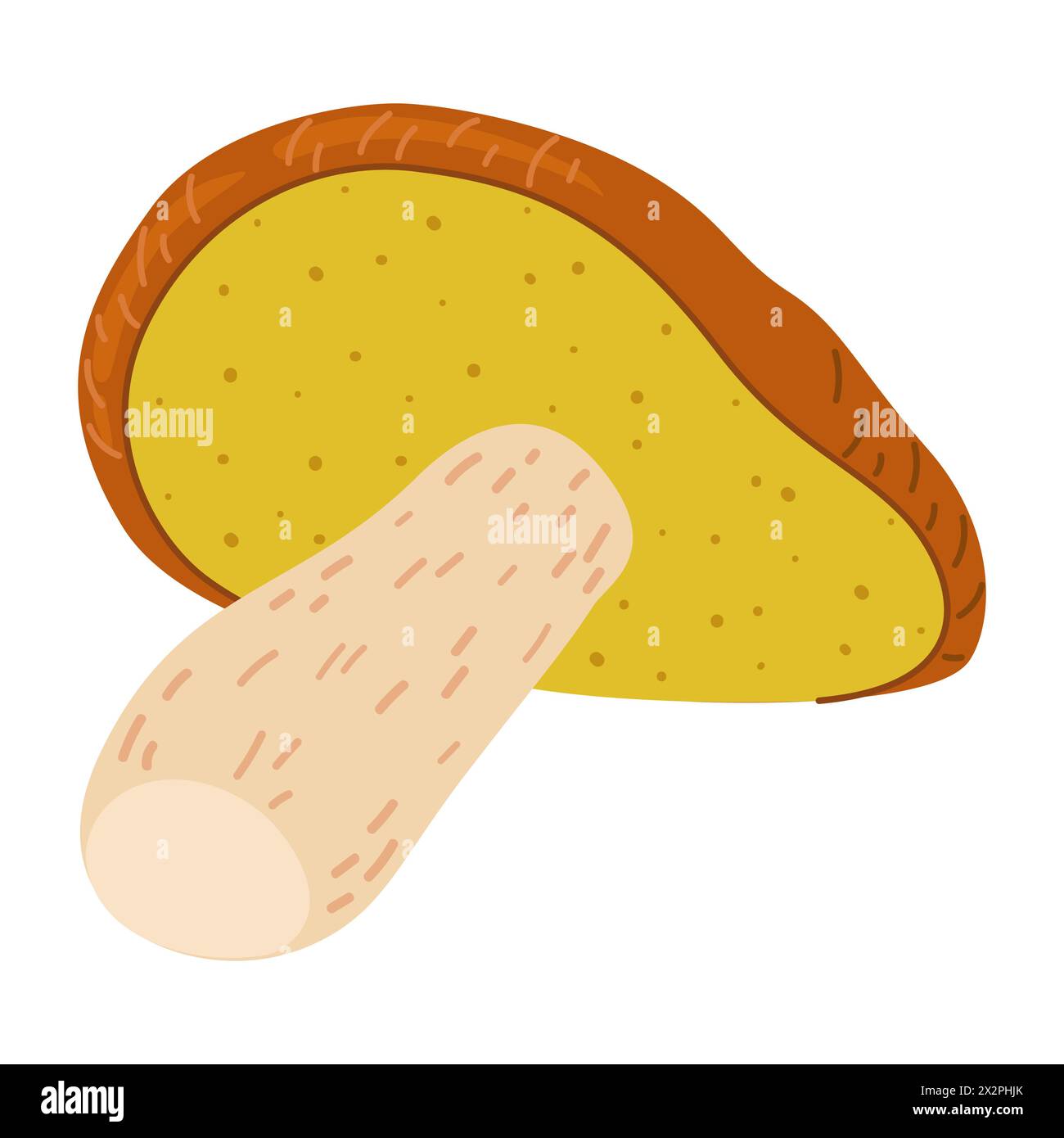 Suillus mushroom. Edible fungus. Hand drawn trendy flat style isolated ...