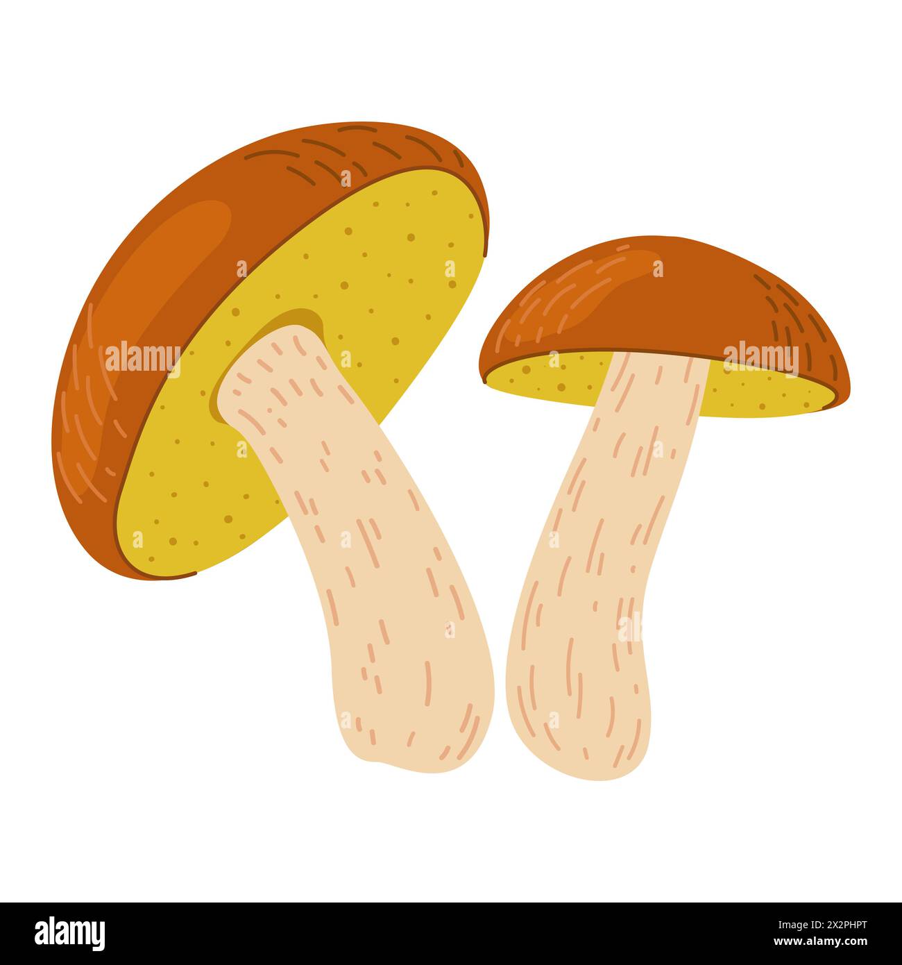 Suillus mushroom. Edible fungus. Hand drawn trendy flat style isolated ...