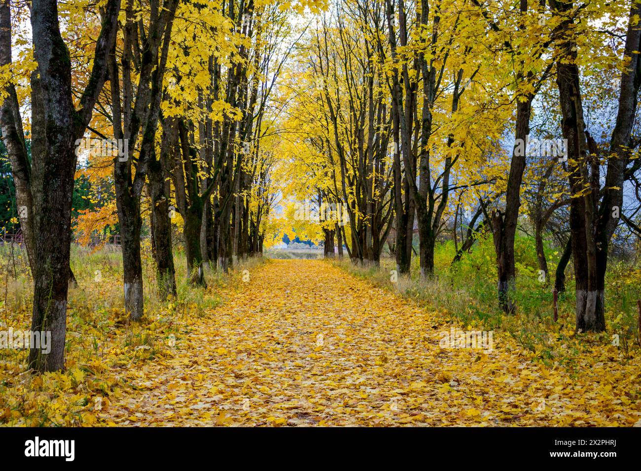 Bright maple alley in autumn Stock Photo - Alamy