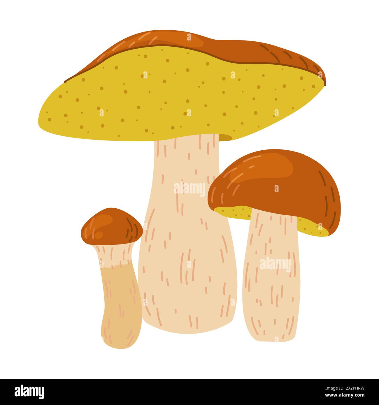 Suillus mushroom. Edible fungus. Hand drawn trendy flat style isolated ...