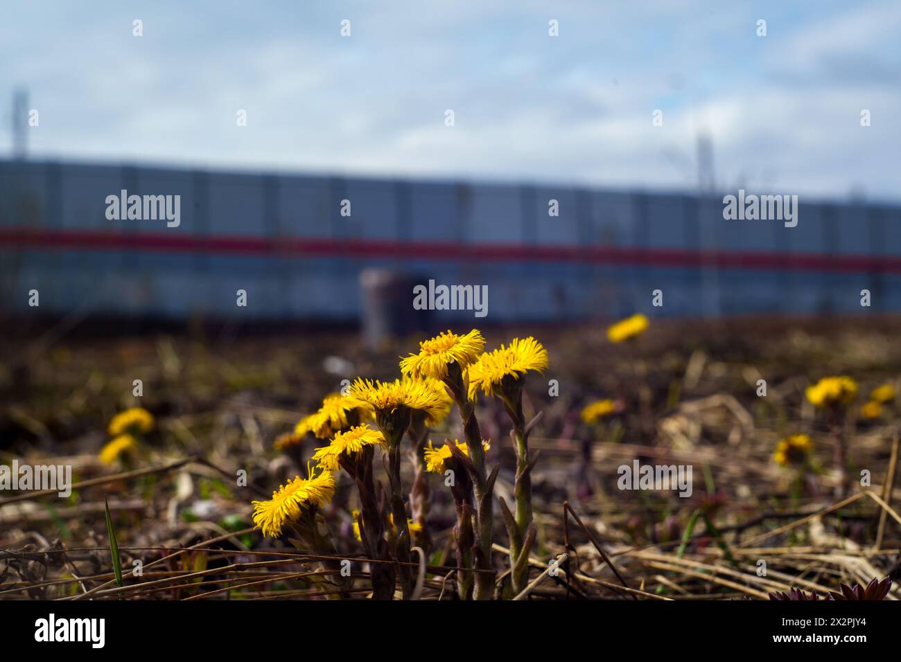 The first spring flowers Stock Photo - Alamy