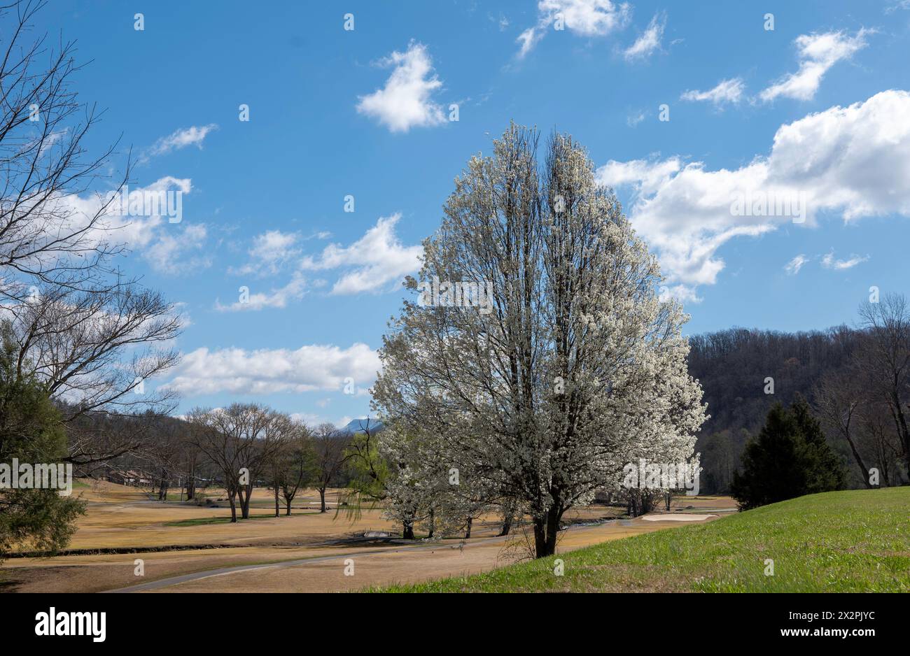 Beautiful Flowering Pear Tree On A Beautiful Mostly Sunny Spring Day
