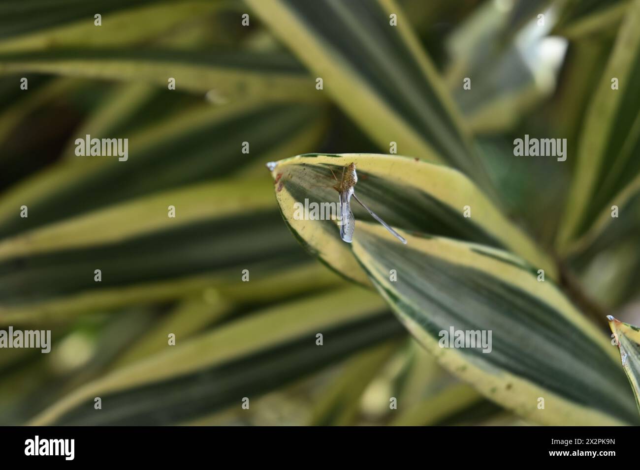 Long winged planthopper hi-res stock photography and images - Alamy