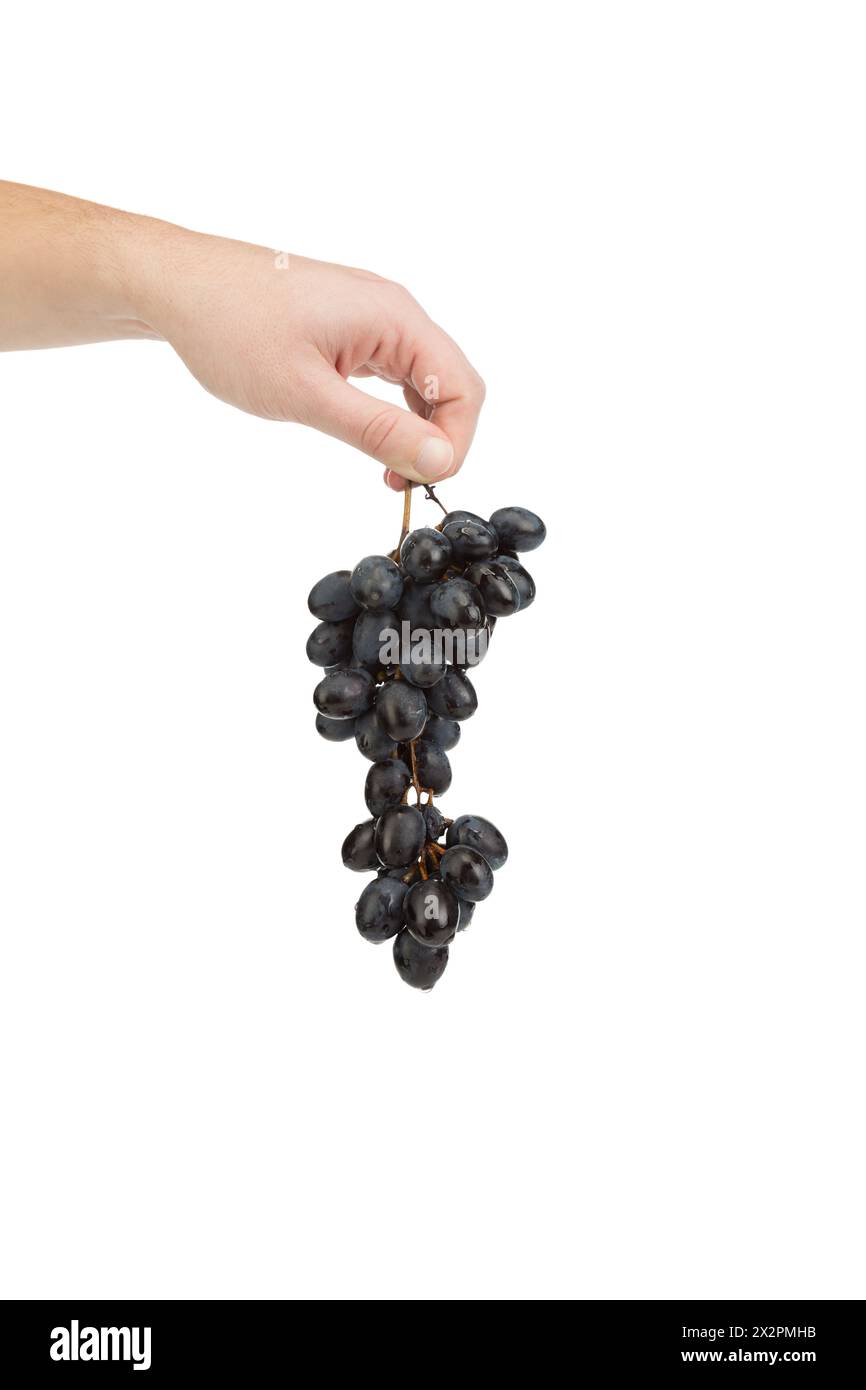 A hand holds a bunch of grapes. Isolated over white background. Branch of ripe blue grape. Space ...
