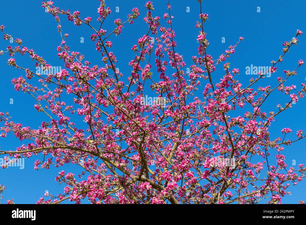 Beautiful pink flowers on a Prunus campanulata tree. Taiwan cherry ...