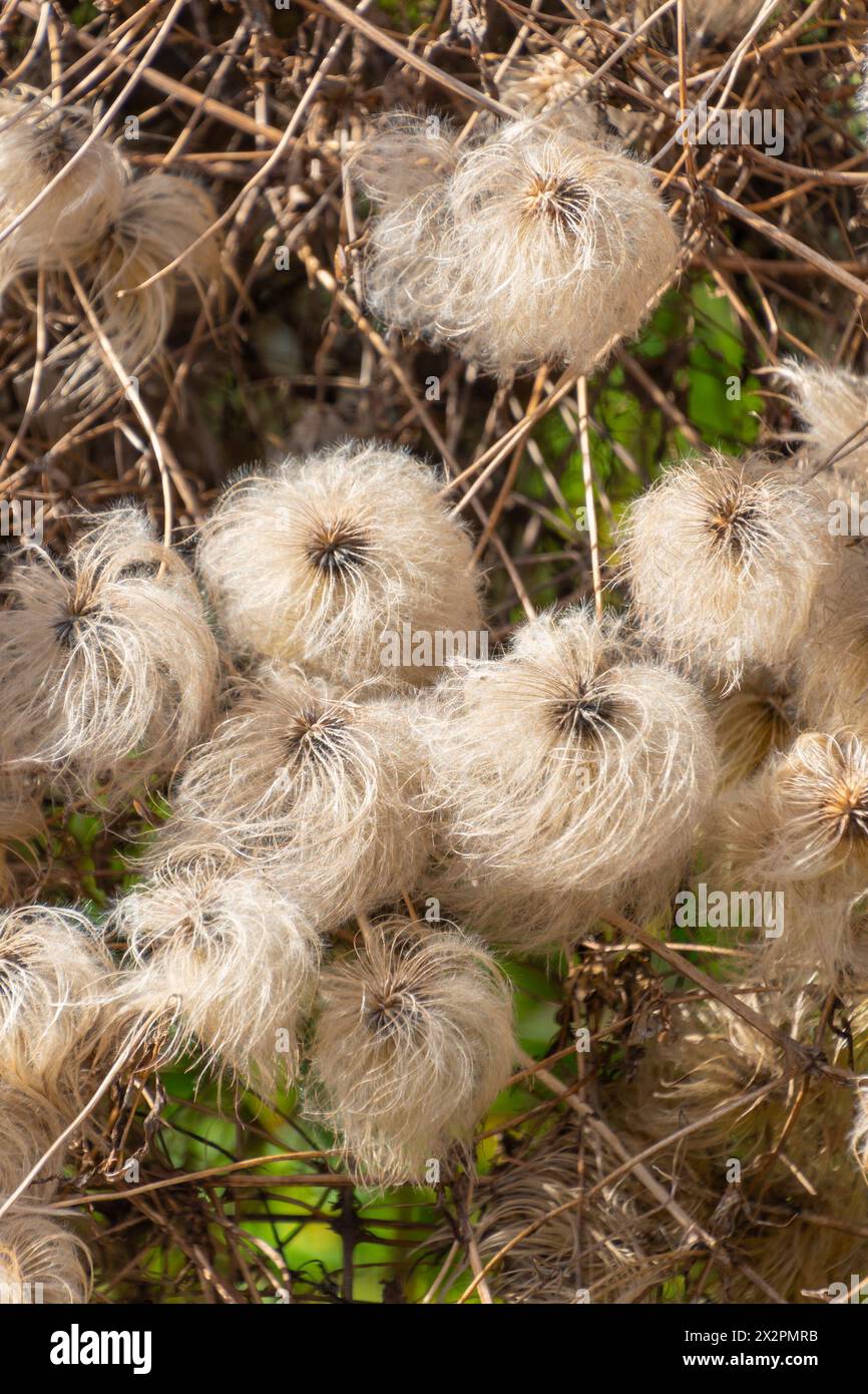 Clematis tangutica, the golden clematis. family Ranunculaceae. A plant ...