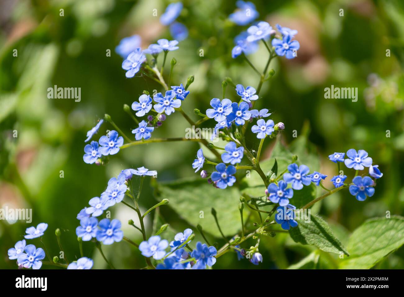 Small blue flowers of Brunnera macrophylla. the Siberian bugloss, great ...