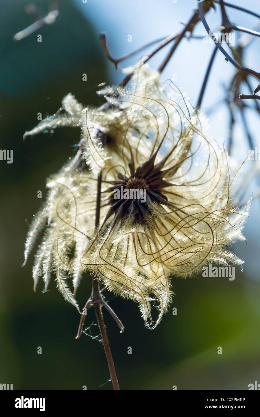 Clematis tangutica, the golden clematis. family Ranunculaceae. A plant ...