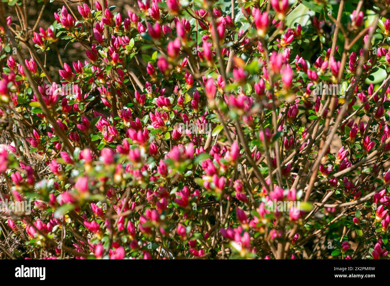 Small pink buds of Rhododendron simsii flowers. Floral background ...