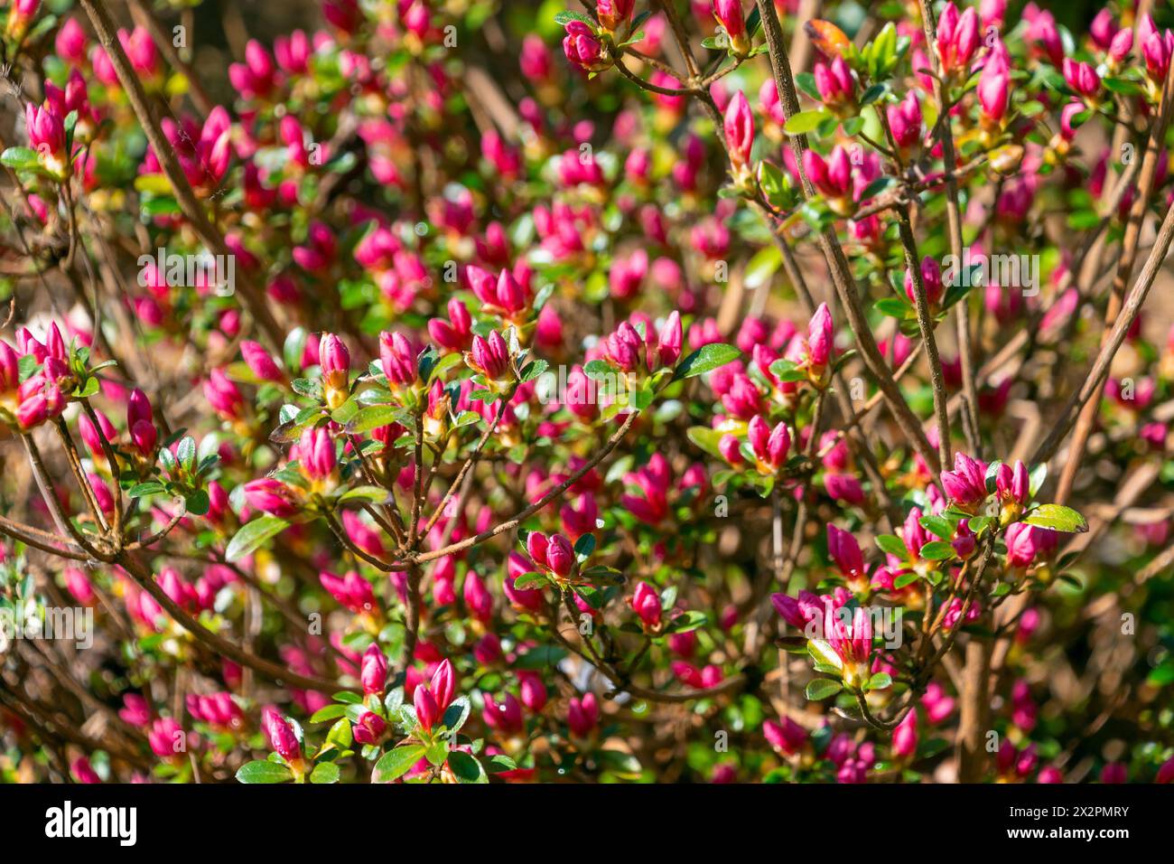 Small pink buds of Rhododendron simsii flowers. Floral background ...