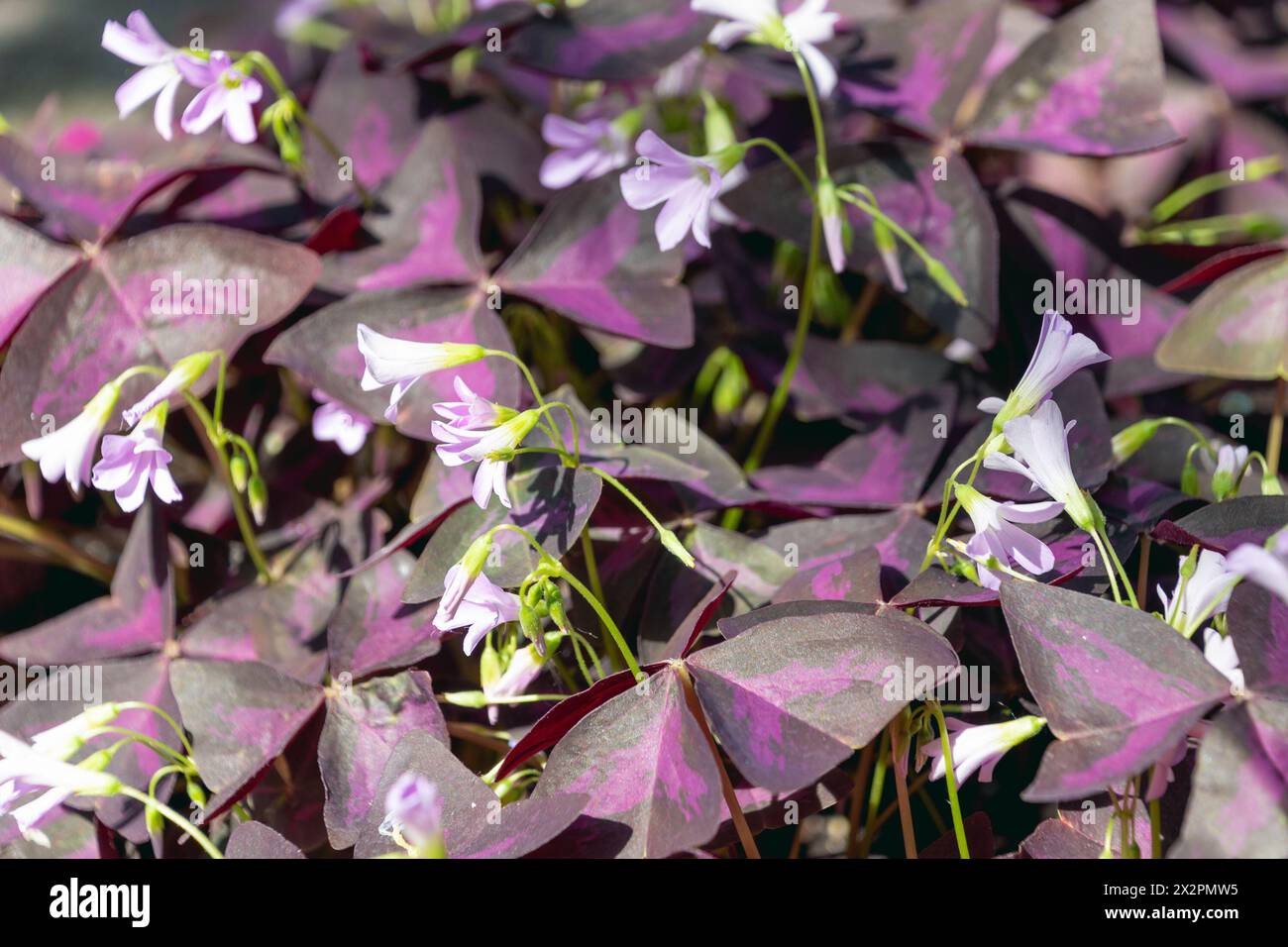 Plant with purple leaves. Oxalis triangularis. false shamrock. family ...