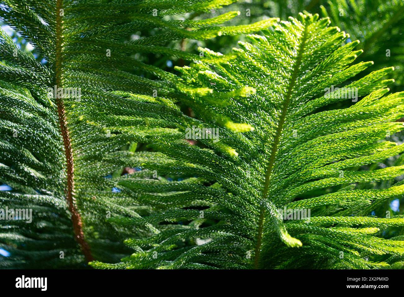 Green branch of a coniferous tree. Araucaria columnaris. the coral reef ...