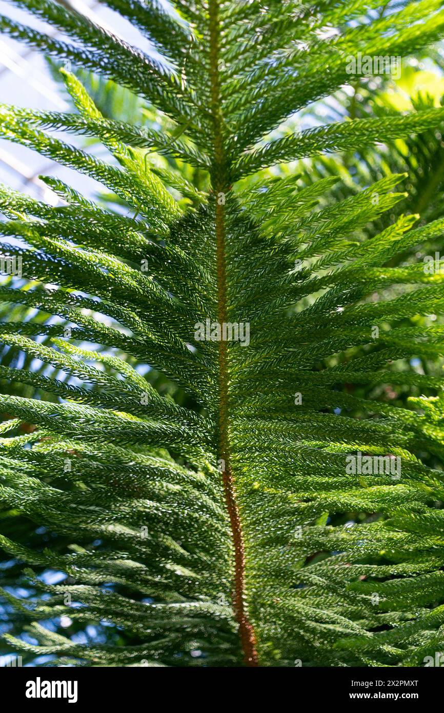 Green branch of a coniferous tree. Araucaria columnaris. the coral reef ...