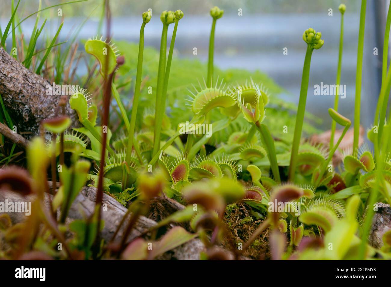 The Venus flytrap, Dionaea muscipula, close-up. Carnivorous plant ...