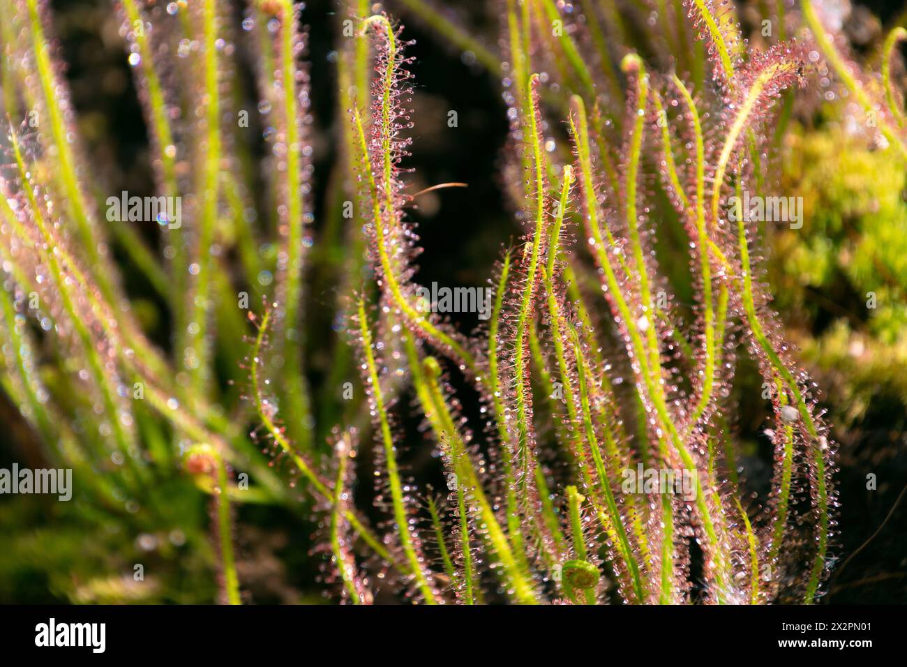 Drosera filiformis, close-up. the thread-leaved sundew. insectivorous ...