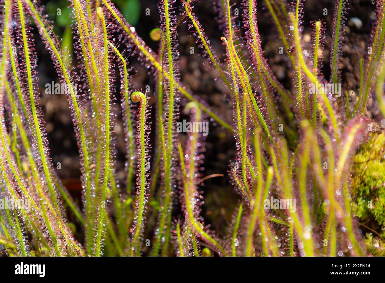 Drosera filiformis, close-up. the thread-leaved sundew. insectivorous ...