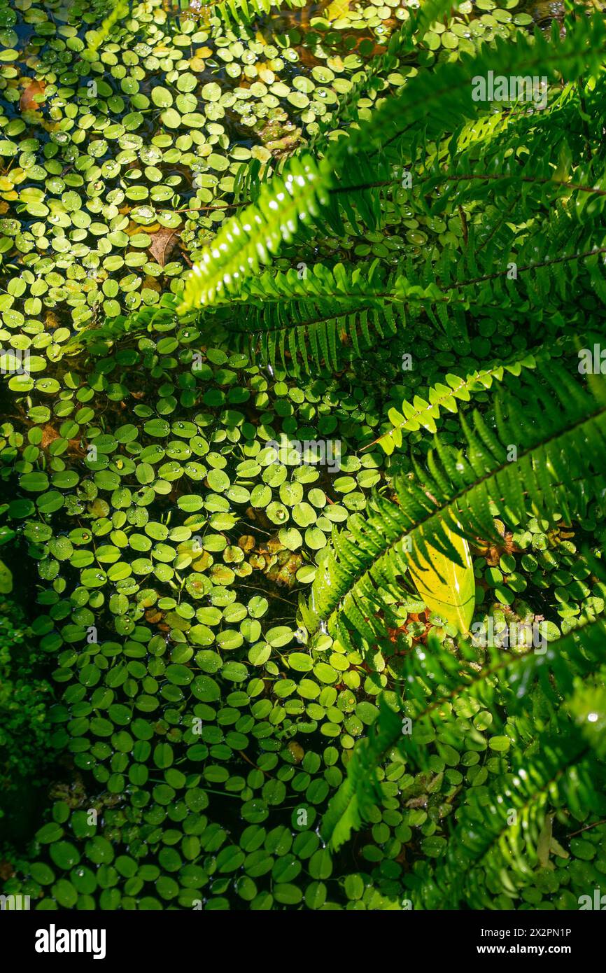 Aquatic plants. Beautiful natural green background. Salvinia natans, floating fern, floating ...