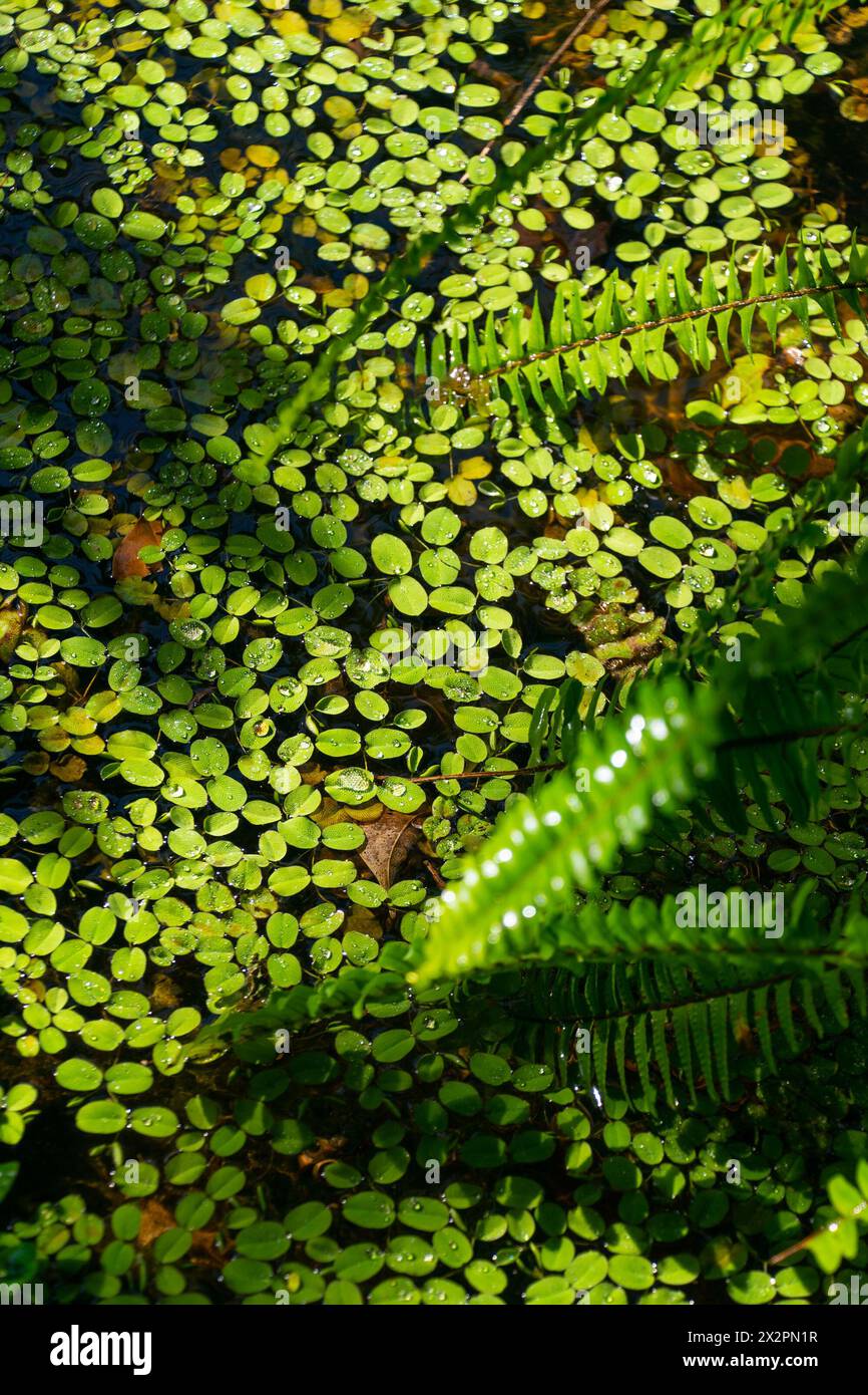 Aquatic plants. Beautiful natural green background. Salvinia natans, floating fern, floating ...