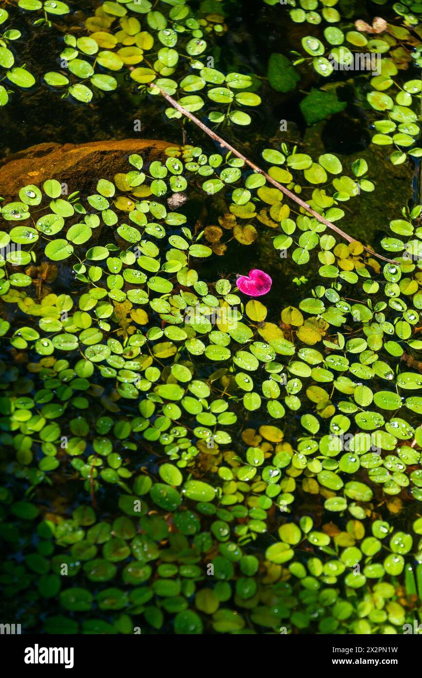Aquatic plants. Beautiful natural green background. Salvinia natans ...