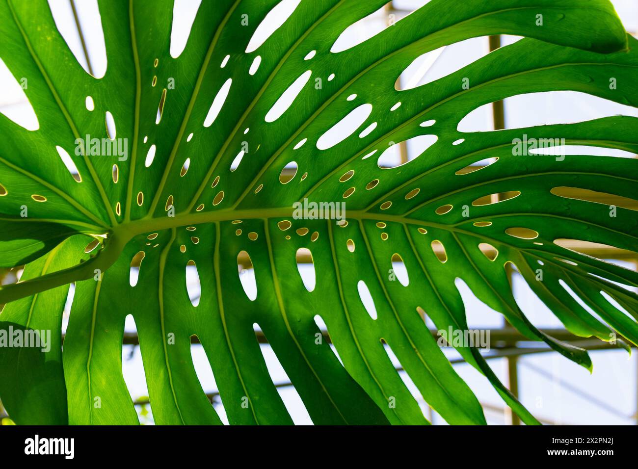 Beautiful large green leaf of Monstera deliciosa, close-up. the Swiss ...