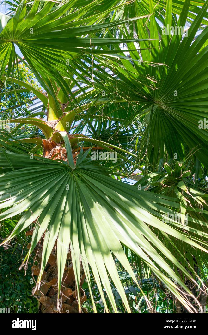 Green palm leaves, close-up. Tropical background. Plants and trees in ...