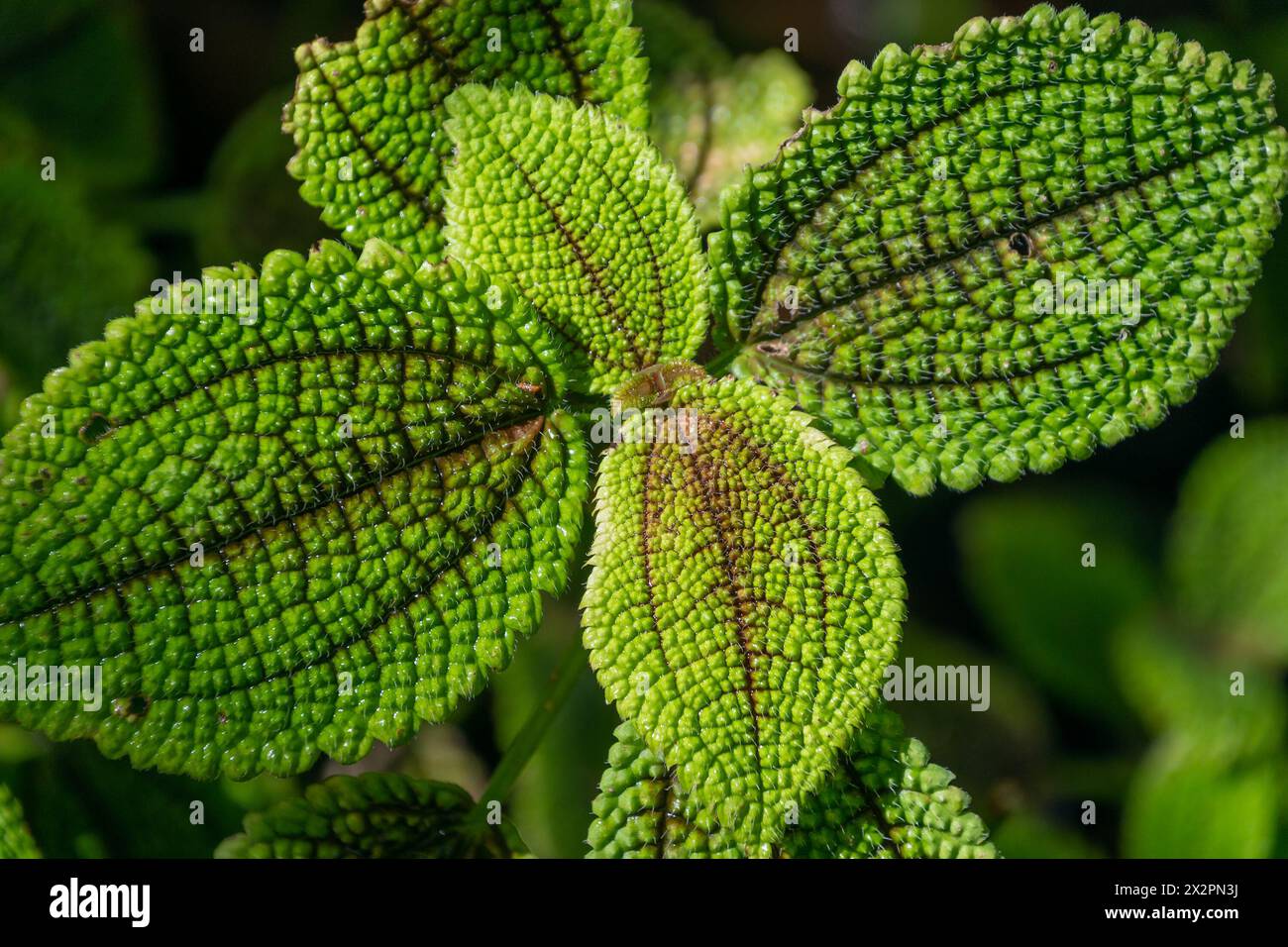 Beautiful green leaves of Pilea involucrata, close-up. Natural plant ...