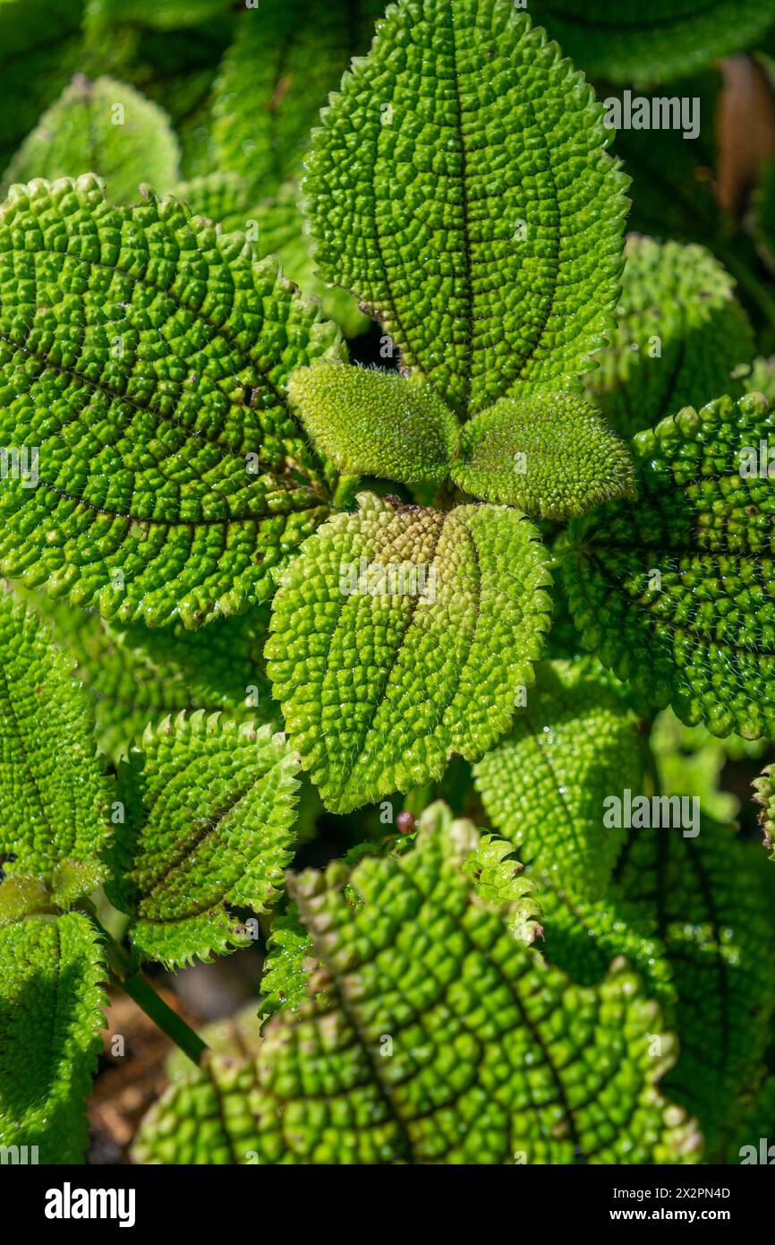 Beautiful green leaves of Pilea involucrata, close-up. Natural plant ...
