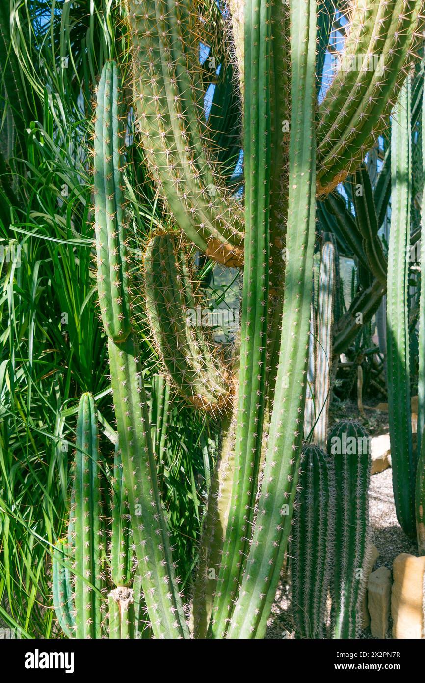 Lots of different cacti in the botanical garden. Green natural ...