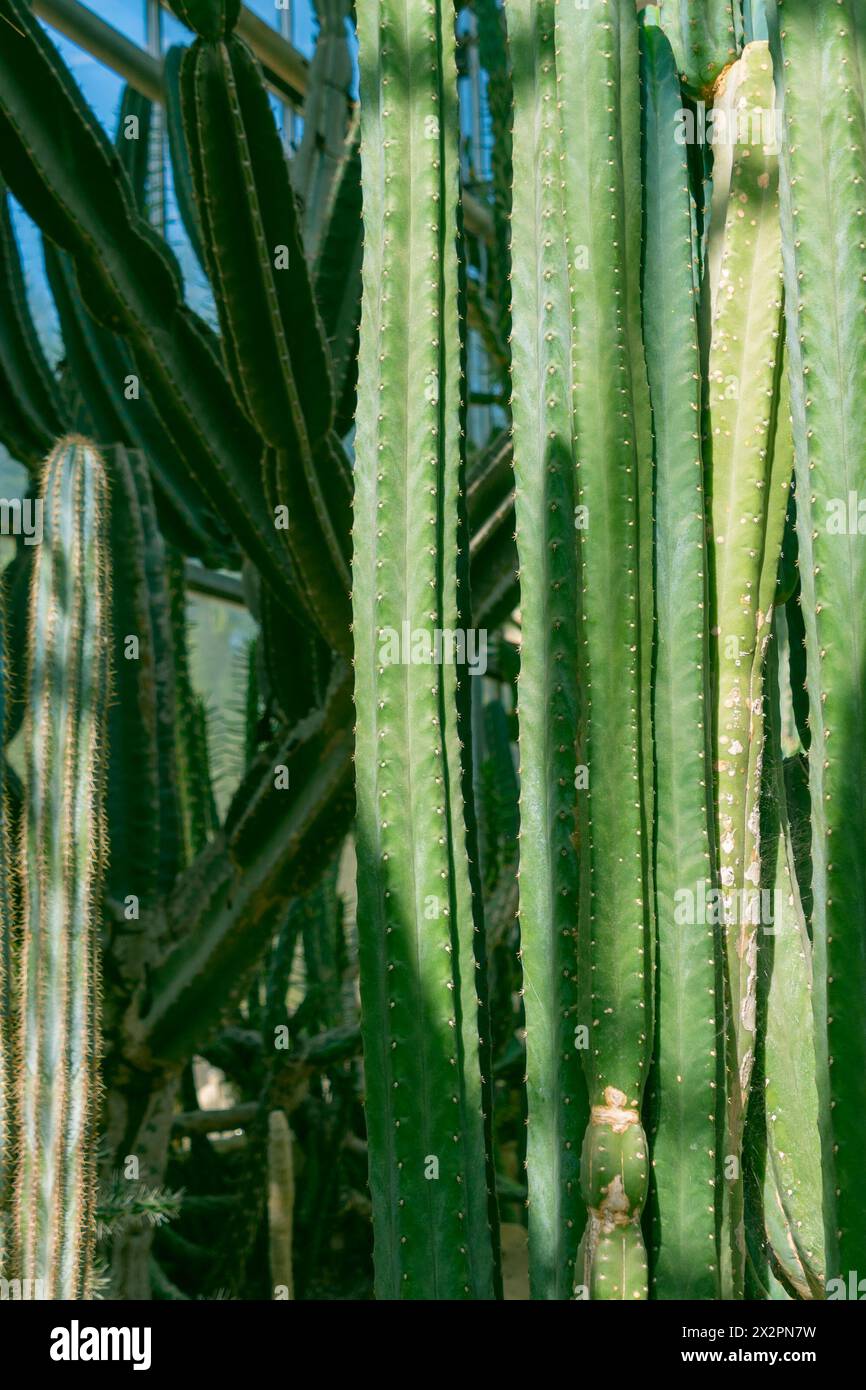 Lots of different cacti in the botanical garden. Green natural ...