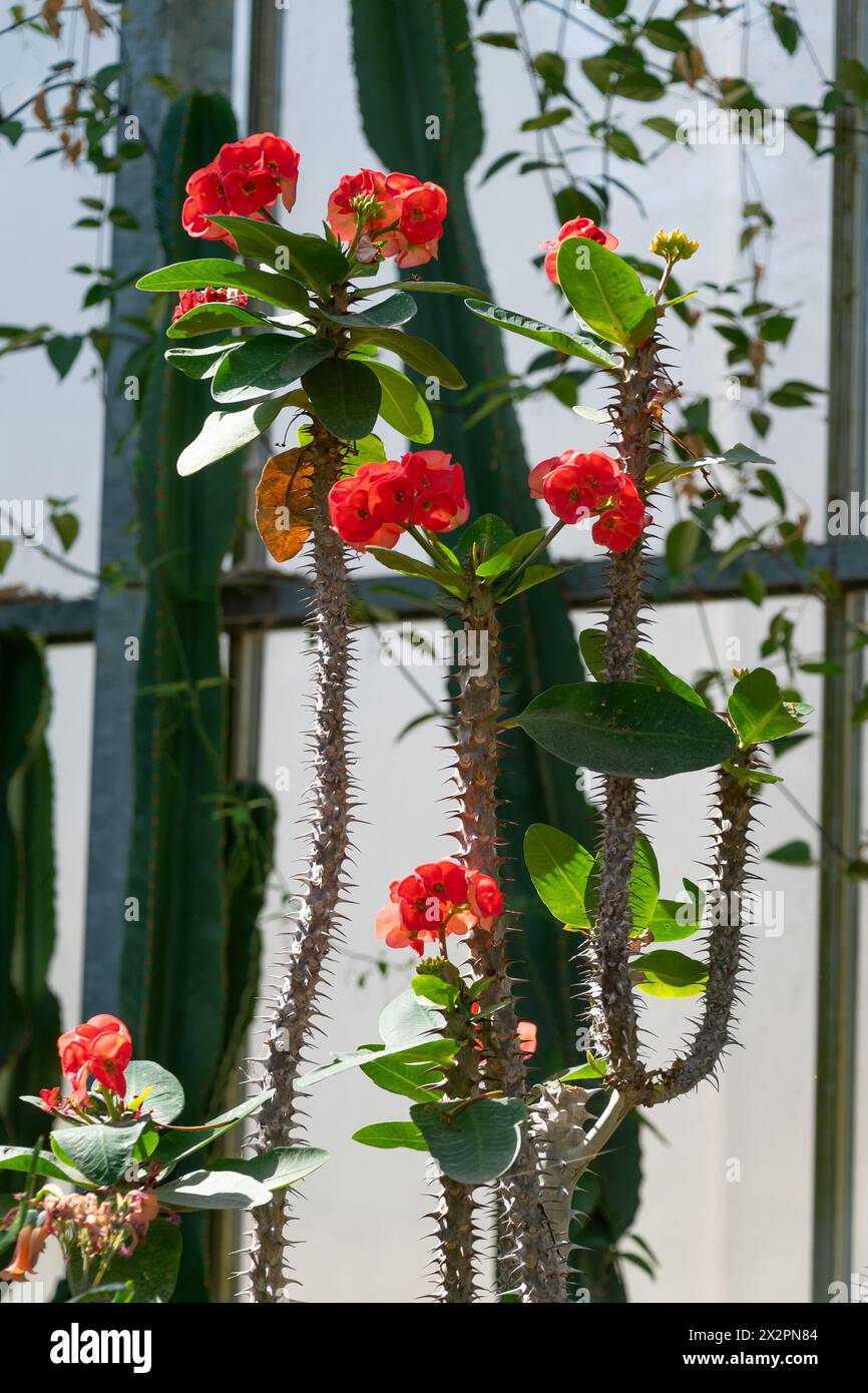 Red flowers of Euphorbia milii. the crown of thorns, Christ plant ...