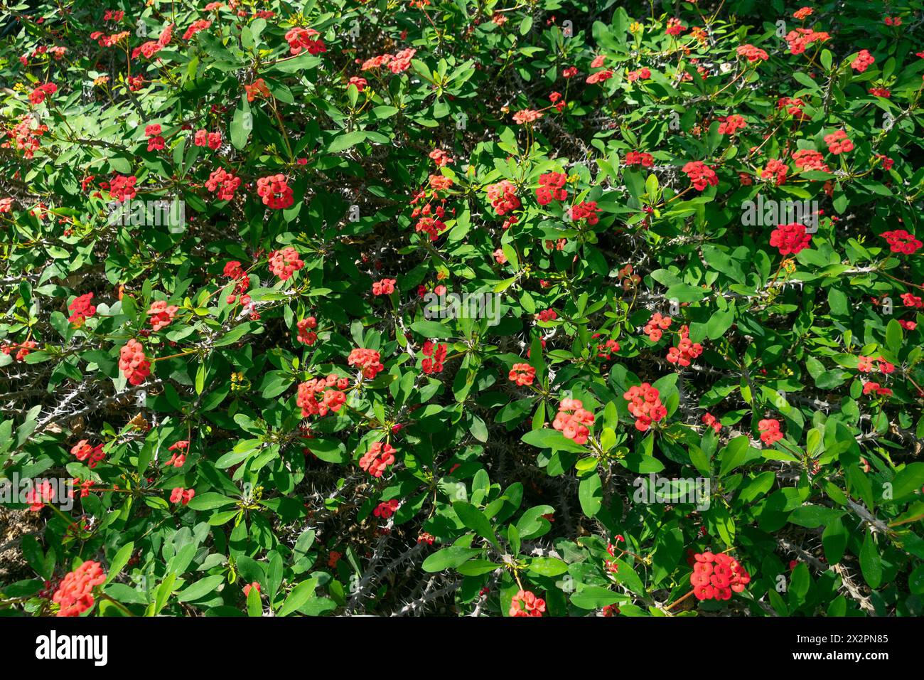 Red flowers of Euphorbia milii. the crown of thorns, Christ plant ...