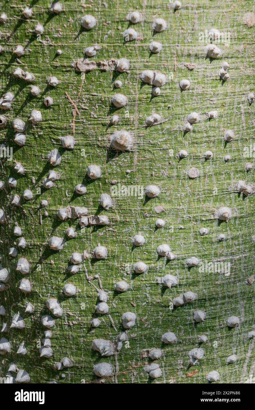 Ceiba tree bark, close-up. Natural backgrounds and textures. Tree with ...