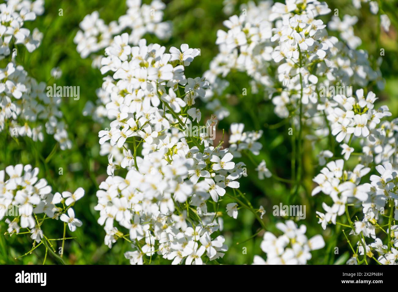White flowers of Arabidopsis halleri. Spring bloom. Floral natural ...