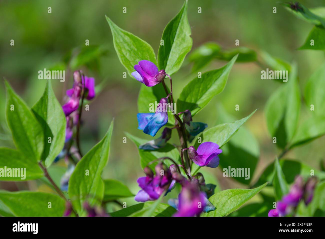 Beautiful small purple flowers of Lathyrus vernus. the spring vetchling ...