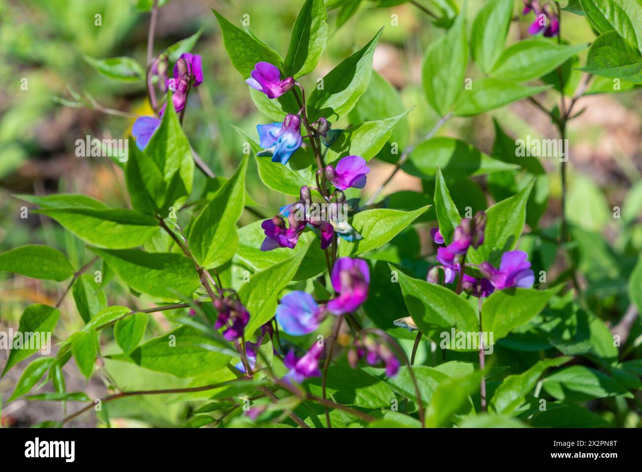 Beautiful small purple flowers of Lathyrus vernus. the spring vetchling ...