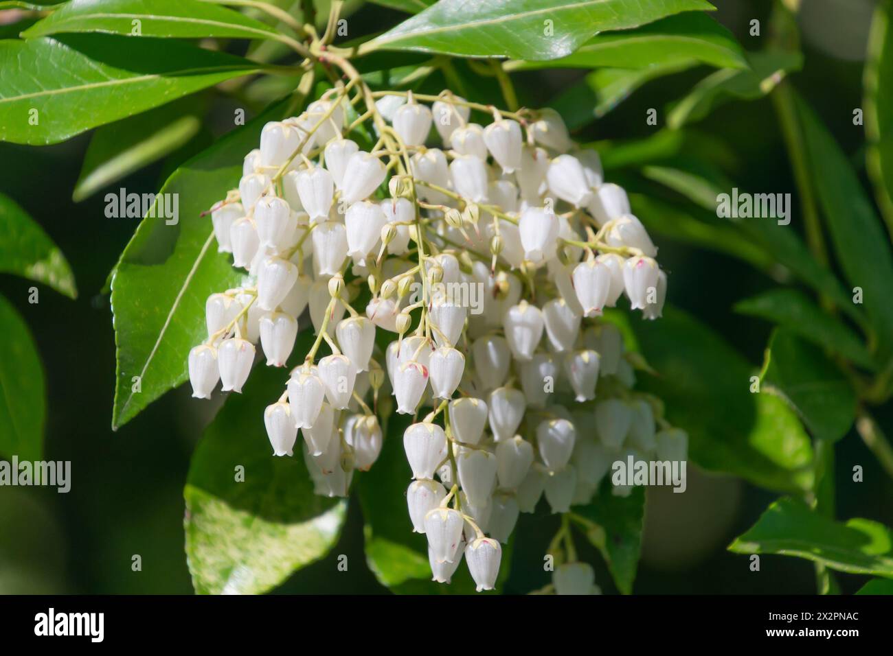 Beautiful small white flowers of Pieris formosa. Spring bloom. Floral ...