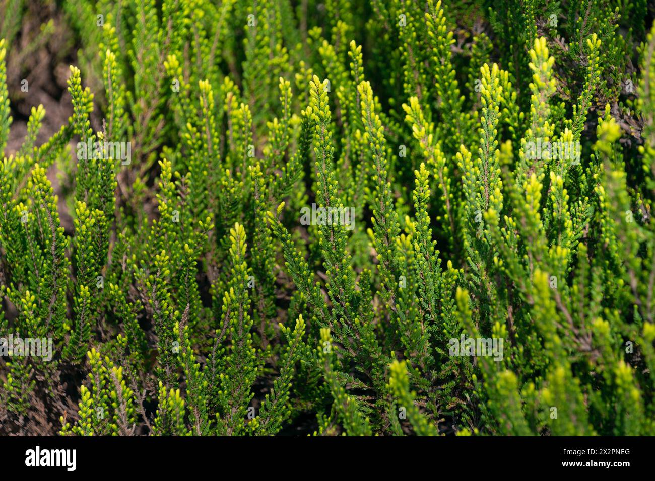 Beautiful green plant background. Erica reunionensis. family Ericaceae ...