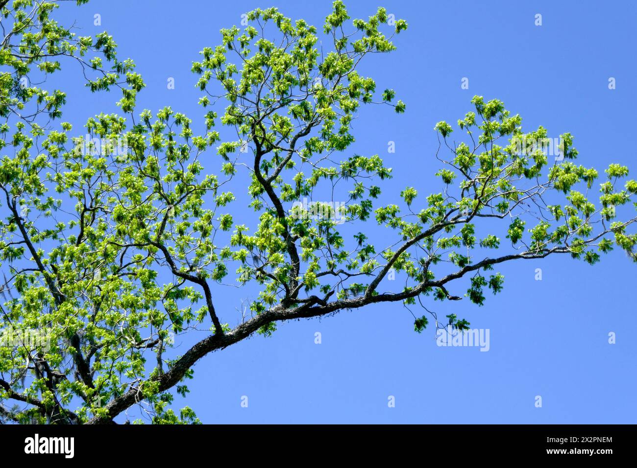 New Spring growth on a tree in North Florida Stock Photo - Alamy