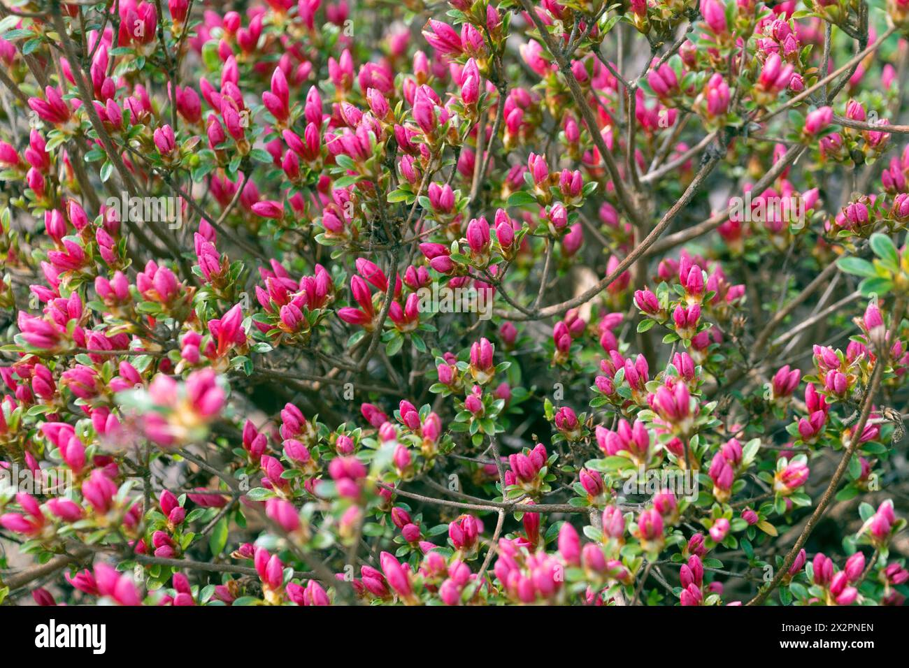 Small pink buds of Rhododendron simsii flowers. Floral background ...