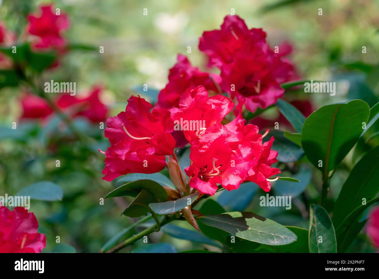 Beautiful red flowers of Rhododendron neriiflorum. Spring bloom. Floral ...